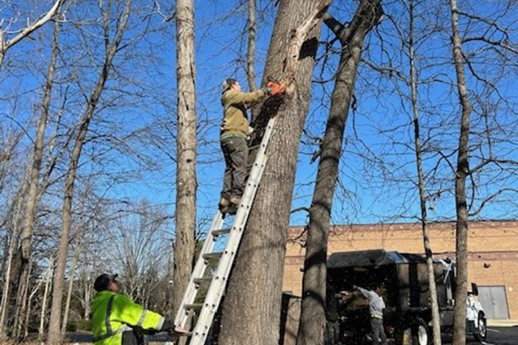 The Importance of Tree Removal for Maintaining a Healthy Landscape and ...